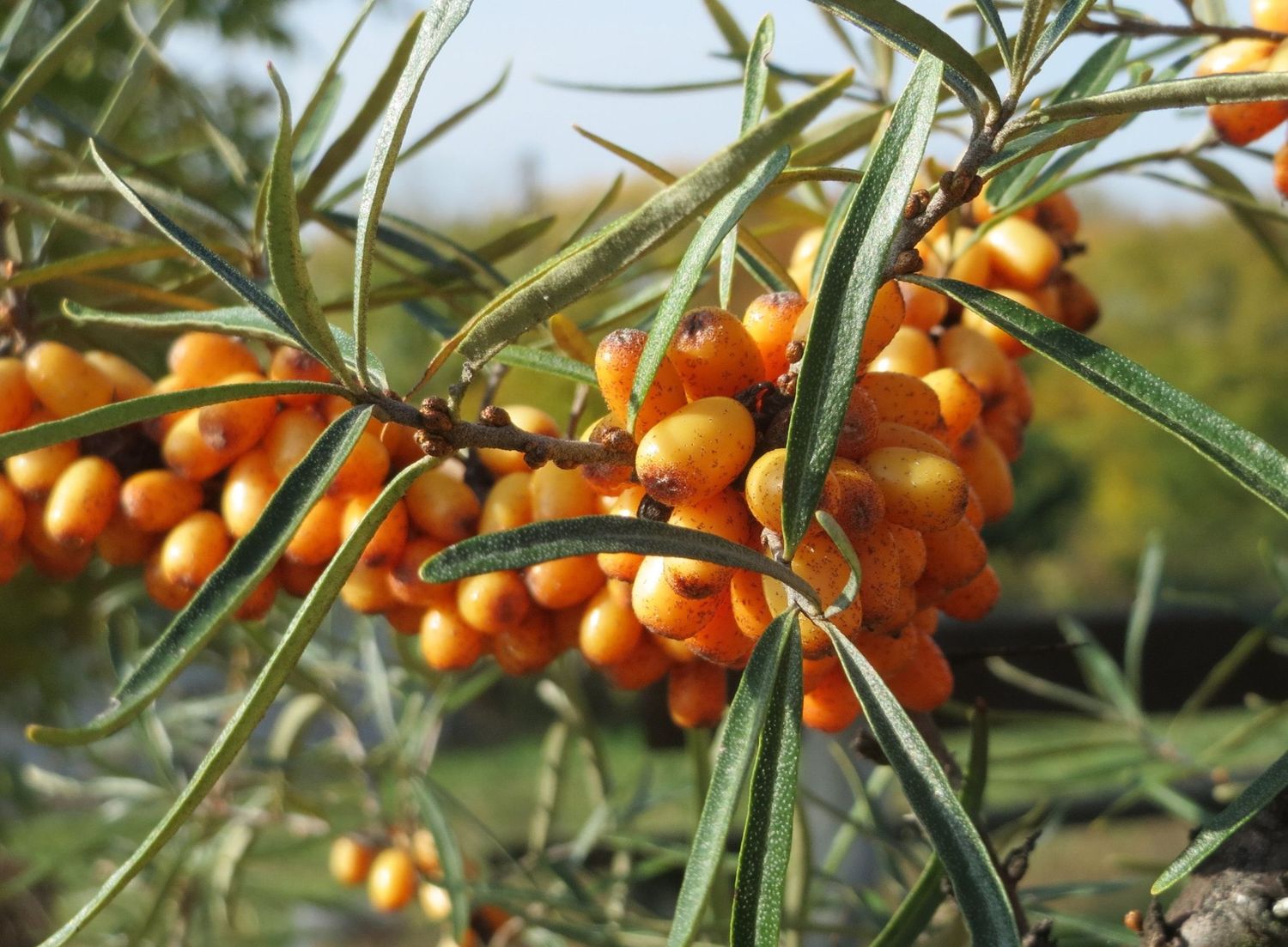 Fruits sauvages :: nature04